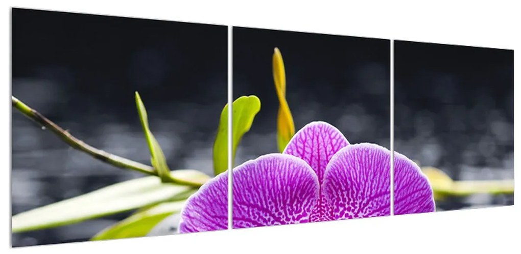 Obraz orchideje (150x50 cm)