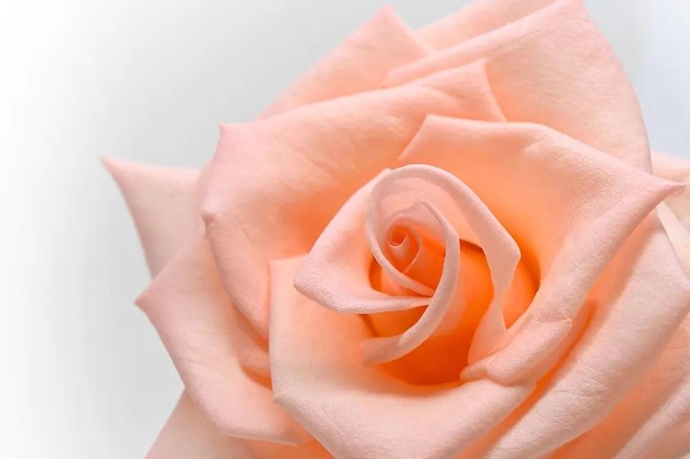 Tapeta krásná růže v broskvovém odstínu - 375x250 cm