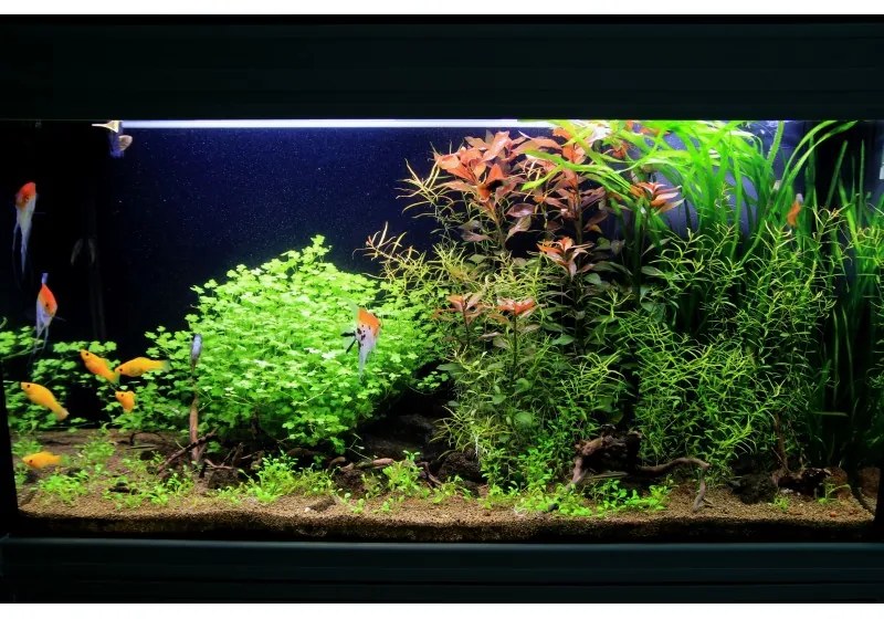 Hydrocotyle japan
