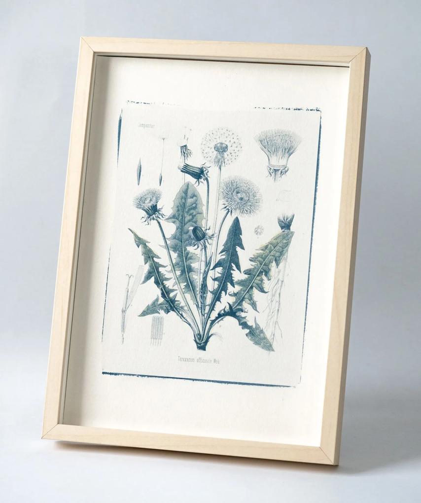 Botanická fotografie na zeď - pampeliška - 21 x 30 cm (A4) / s rámem