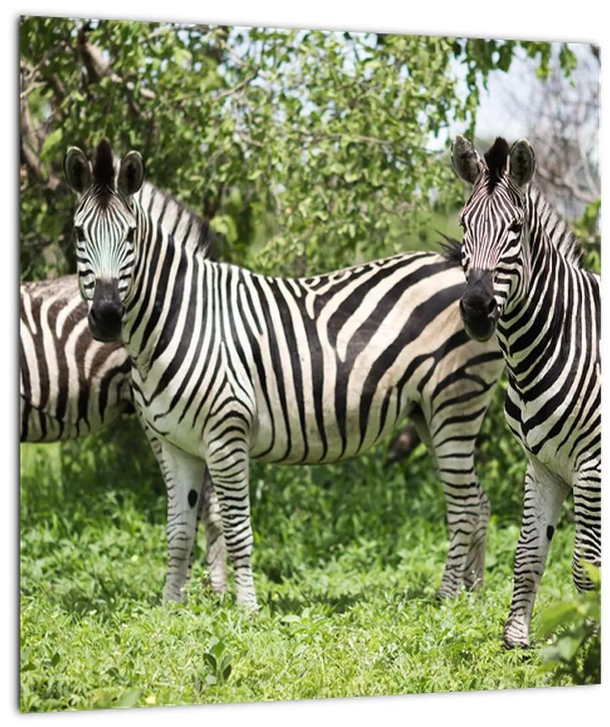 Obraz s zebrami (30x30 cm)