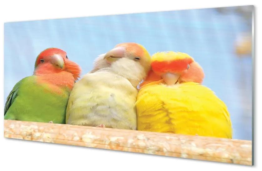 Obraz na skle barevný papoušek 120x60 cm