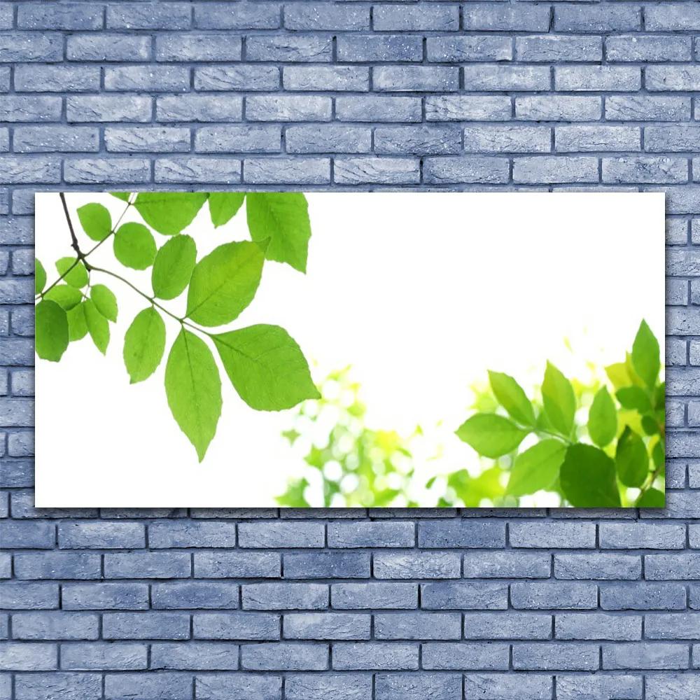akrylový obraz Plátky Rostlina Příroda 120x60 cm
