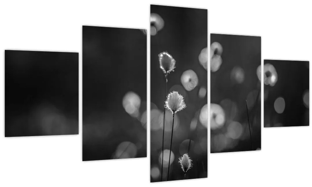 Obraz - Cottongrass na louce (125x70 cm)