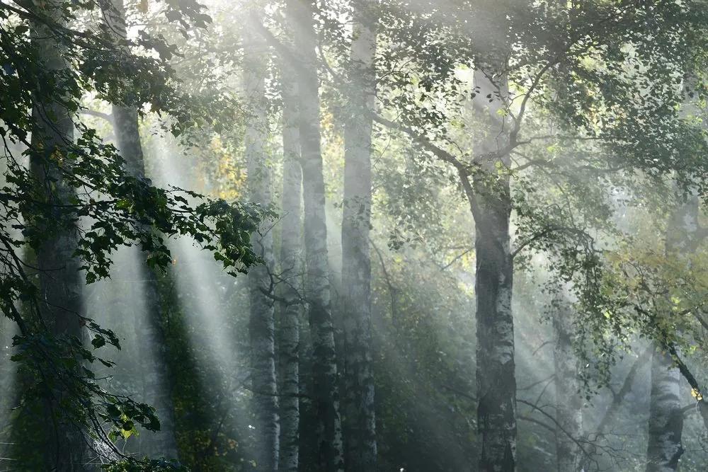 Obraz slneční paprsky v mlhavém lese - 60x40 cm