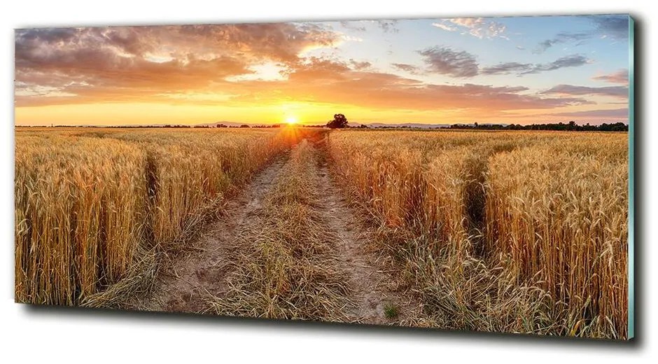 Wallmuralia Fotoobraz na skle Pole pšenice 125x50 cm