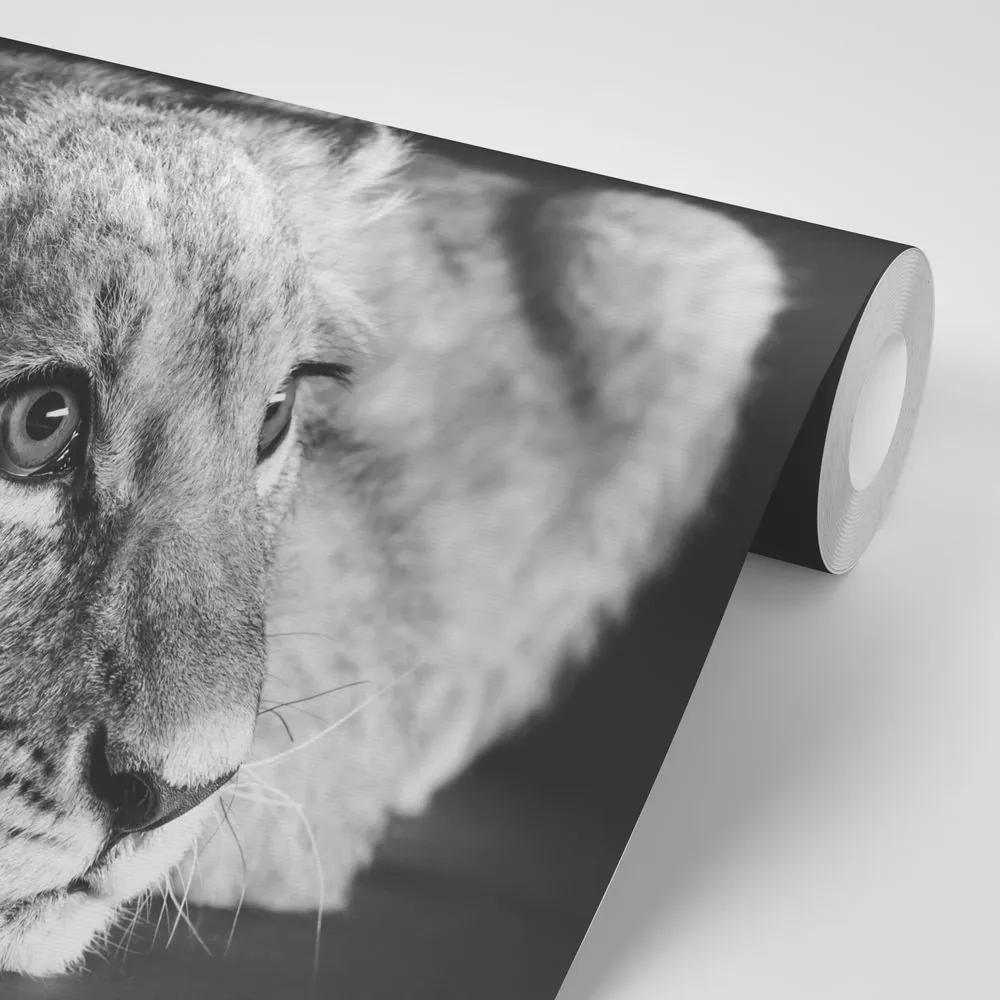 Samolepící fototapeta mládě lva v černobílém