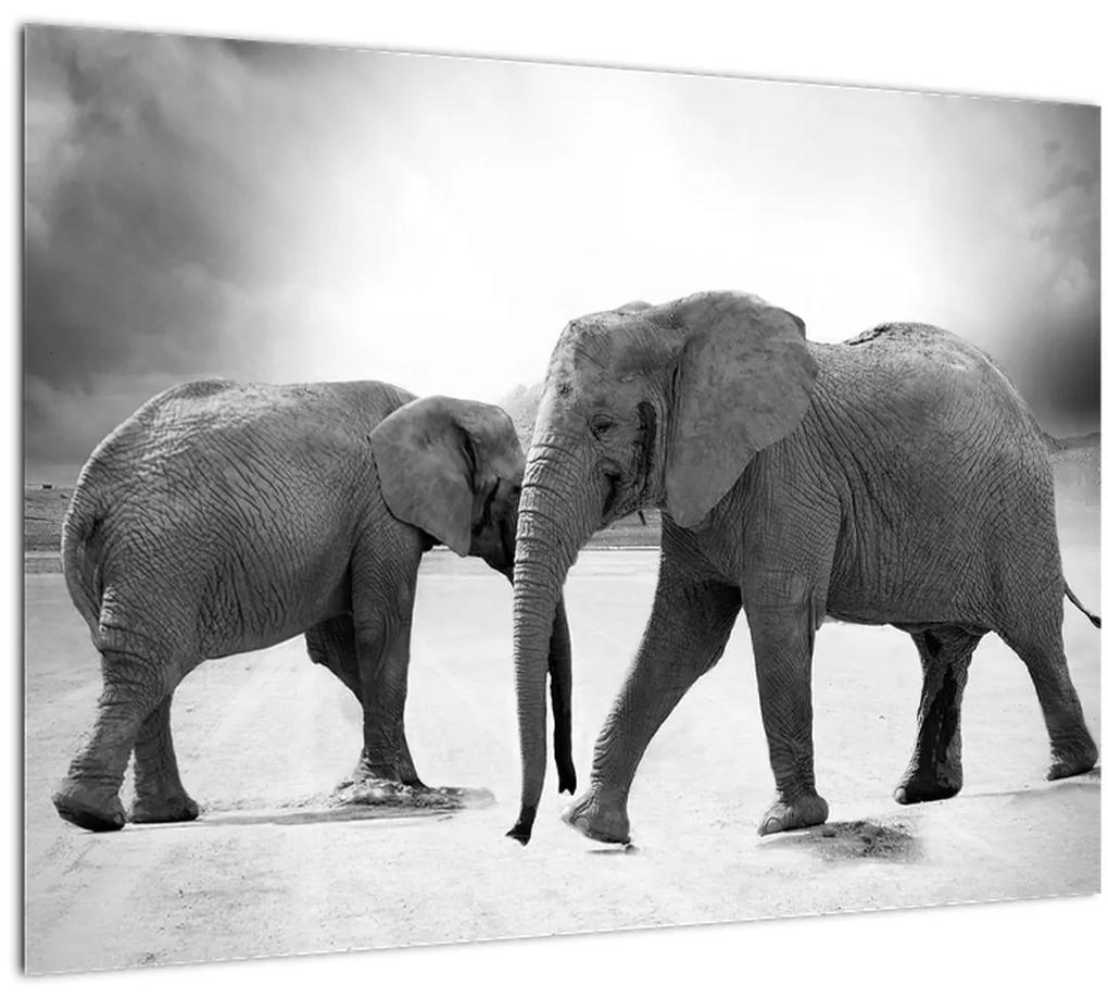 Skleněný obraz slonů (70x50 cm)