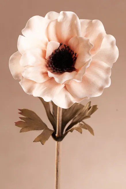 Paramit DRY SINGLE ANEMONE Aranžovací květina krémová 35 cm