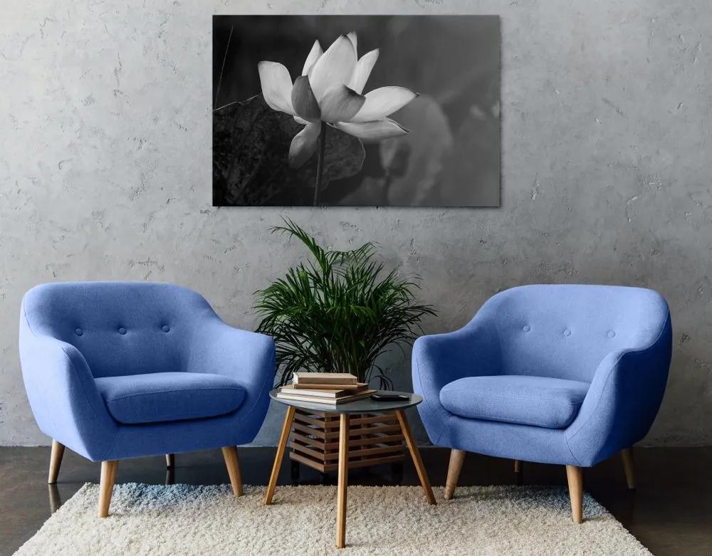 Obraz jemný lotosový květ v černobílém provedení - 120x80 cm