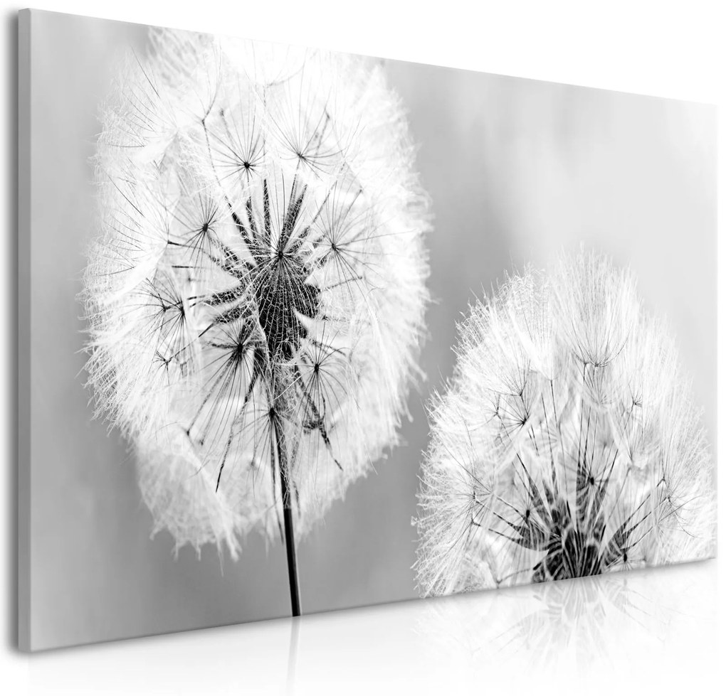 Obraz - Fluffy Dandelions (1 Part) Grey Wide 100x45