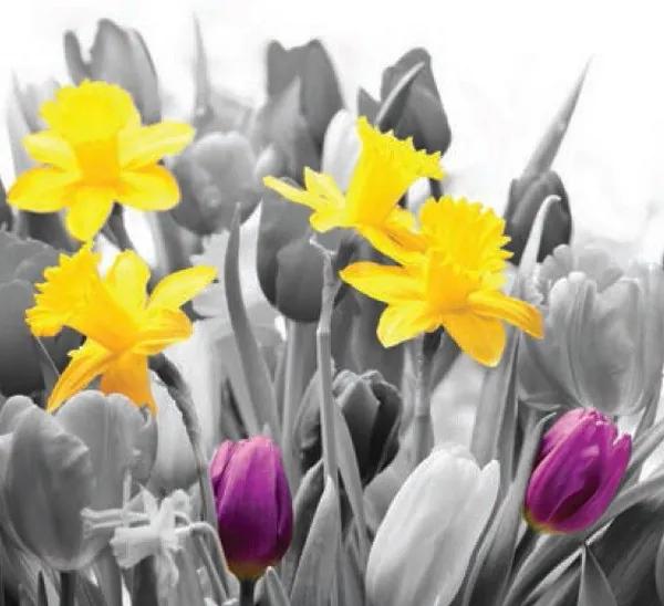 ART-STYLE Obrázek 30x30, 4 narcisy + tulipány fialové, rám bílý s patinou