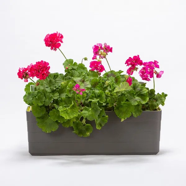Samozavlažovací truhlík Berberis antracit/slonová kost 60 cm
