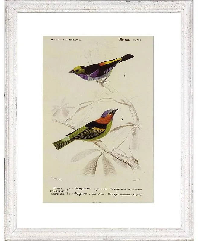ARTELORE Obraz BIRD VI 30 x 40