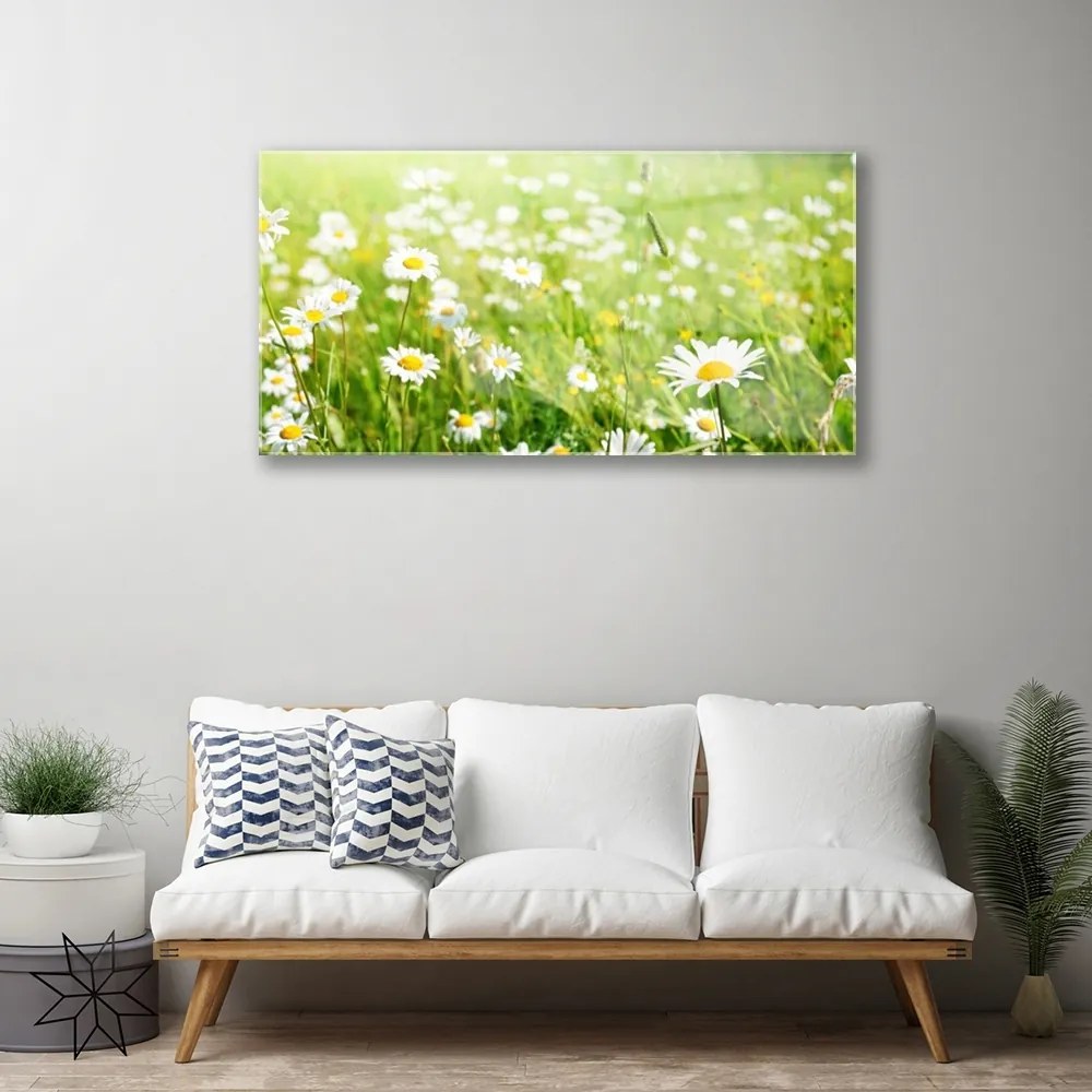 Obraz na skle Louka Sedmikrásky Příroda 125x50 cm