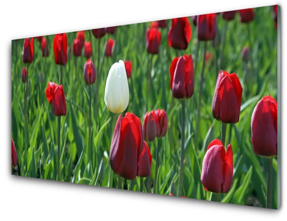Obraz na skle Tulipány Květiny Příroda 120x60 cm