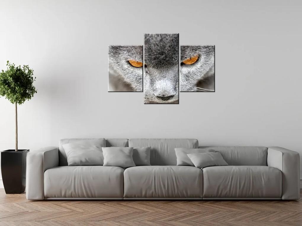 Gario Obraz na plátně Kocour, Jenny Downing - 3 dílný Rozměry: 90 x 30 cm