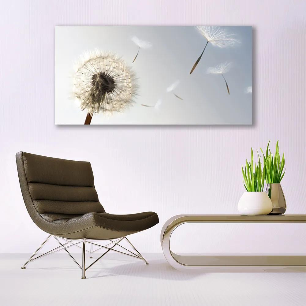 Plexisklo-obraz Pampeliška Květiny Příroda 120x60 cm