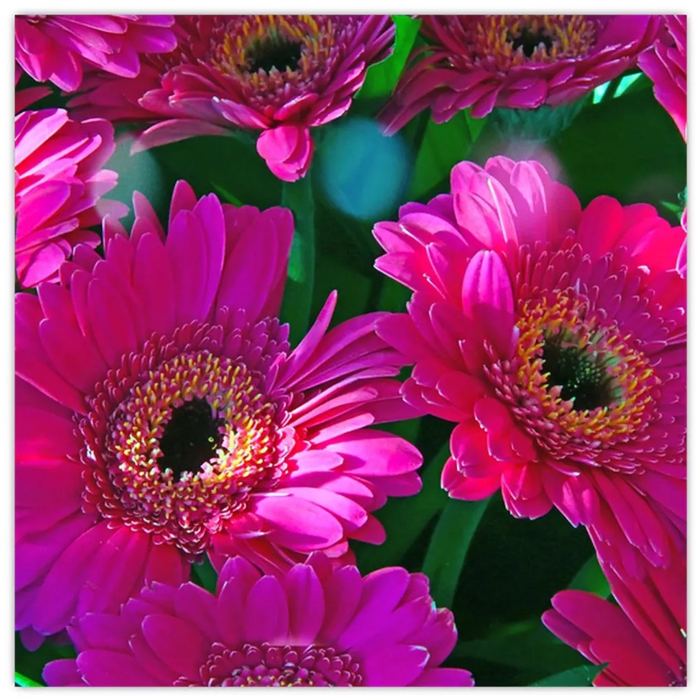 Obraz - květiny (30x30 cm)