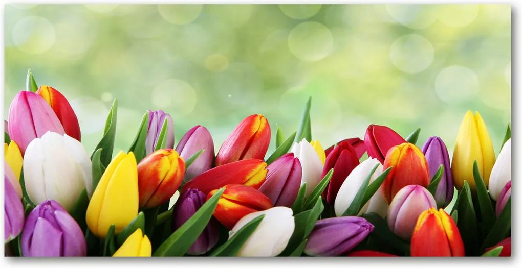 Foto-obraz fotografie na skle Barevné tulipány | BIANO