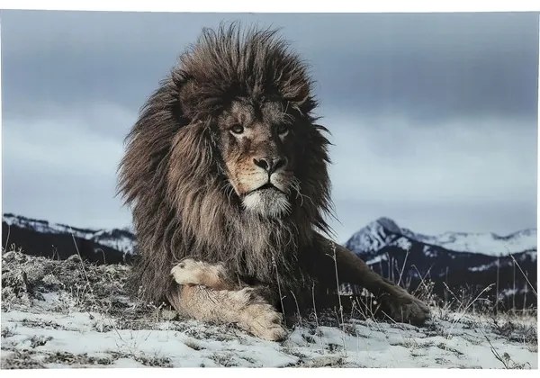 Obraz na skle Proud Lion 120x180 cm