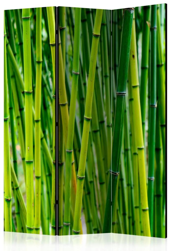 Paraván - Bambusový les 135x172