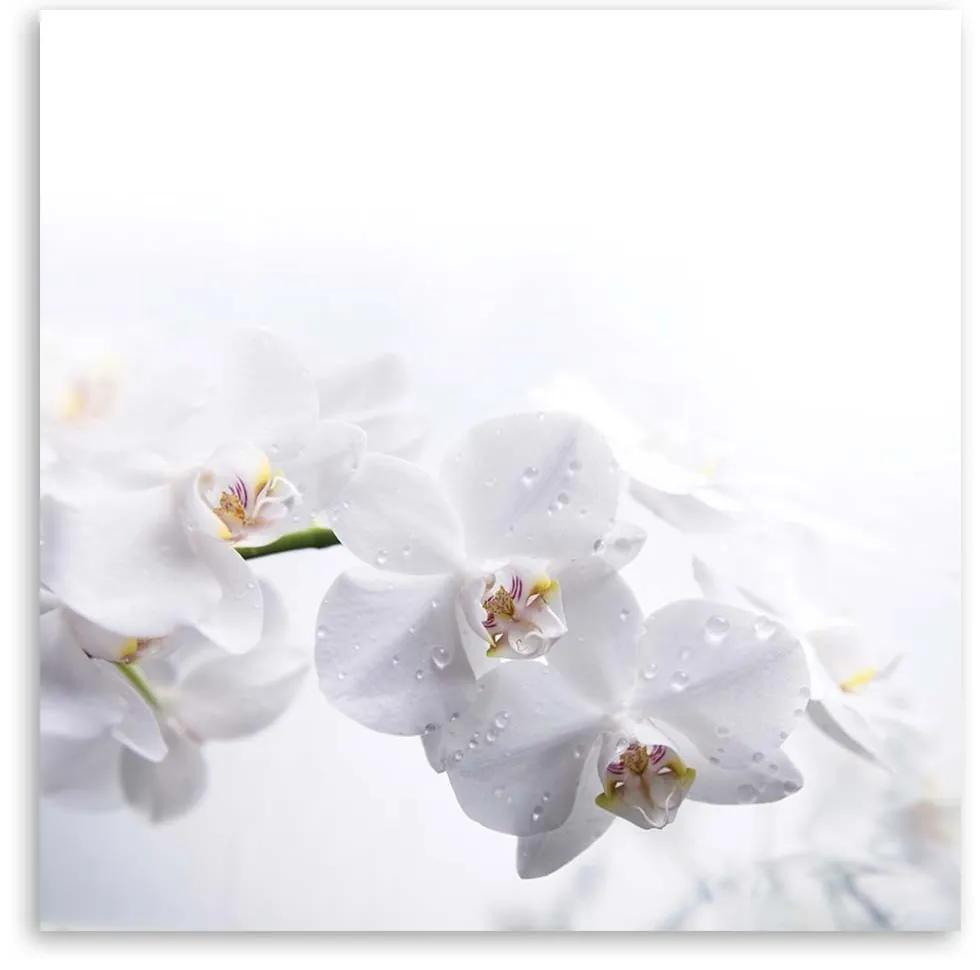 Obraz na plátně Bílá orchidej příroda - 60x60 cm