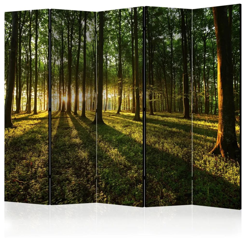 Paraván lesní úsvit Velikost (šířka x výška): 225x172 cm