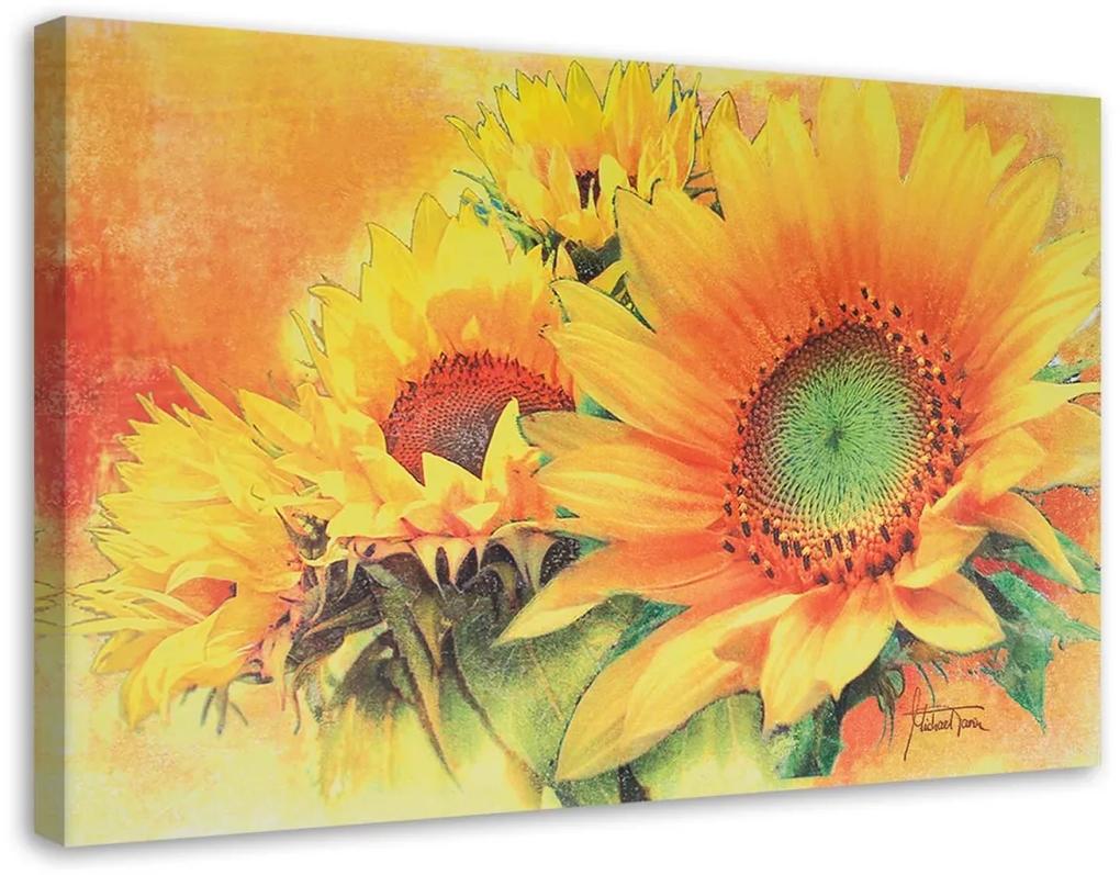 Obraz na plátně Slunečnice žlutá - 120x80 cm