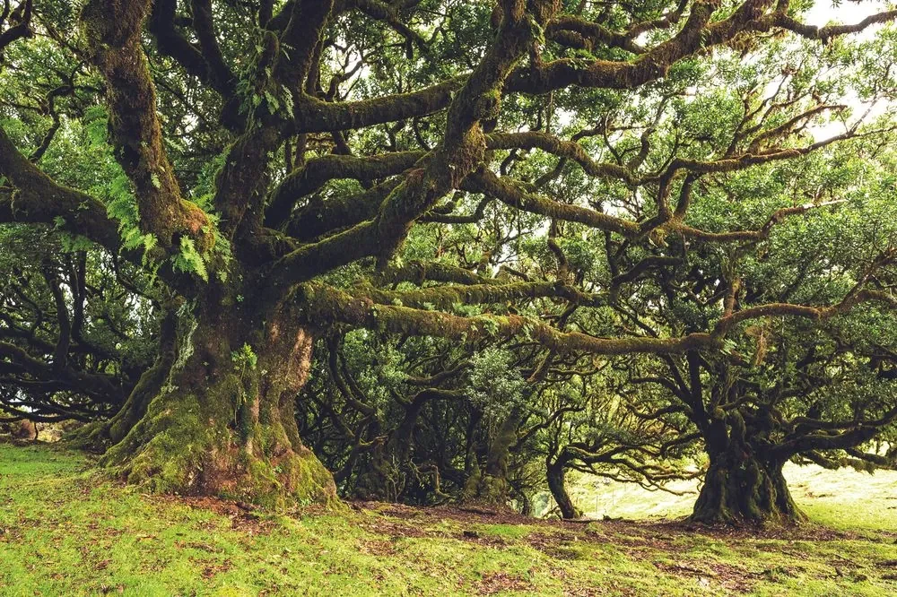 Samolepící fototapeta stromy pokryté mechem | BIANO