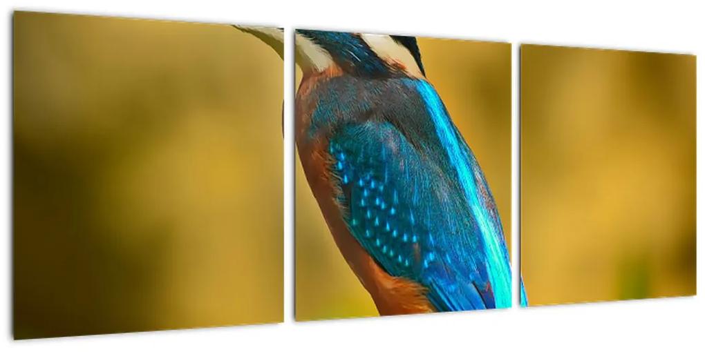 Obraz - barevný pták