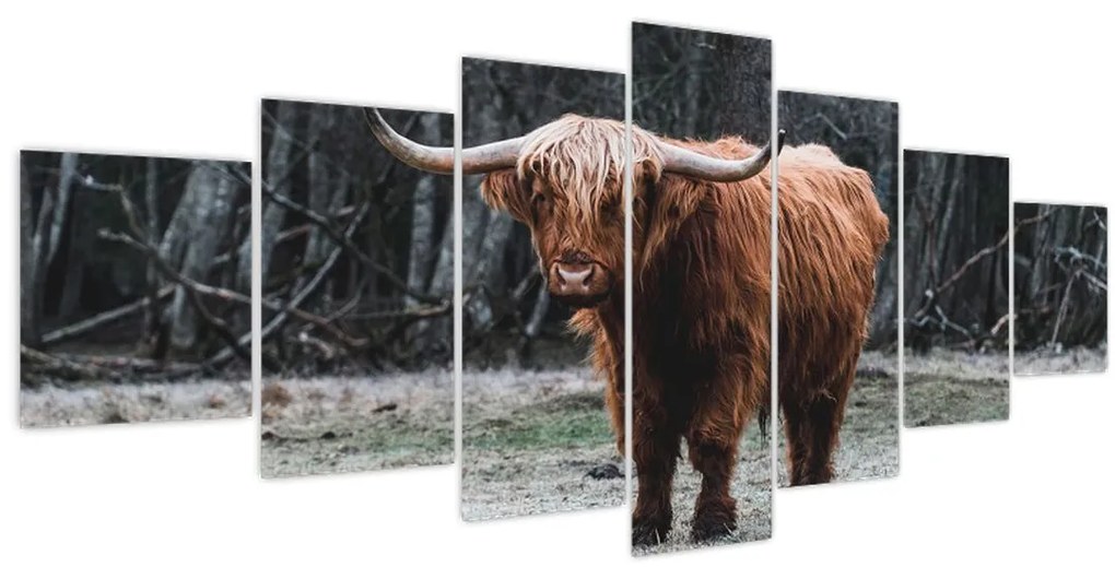 Obraz - Skotská kráva 2 (210x100 cm)