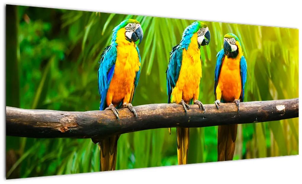 Moderní obraz - papoušci (100x40cm)