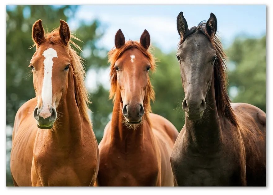 Wallmuralia Foto obraz akrylové sklo Tři koně 100x70