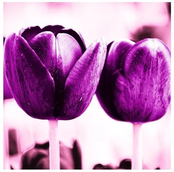 Obraz dvou fialových tulipánů  (40x40 cm), 40 dalších rozměrů