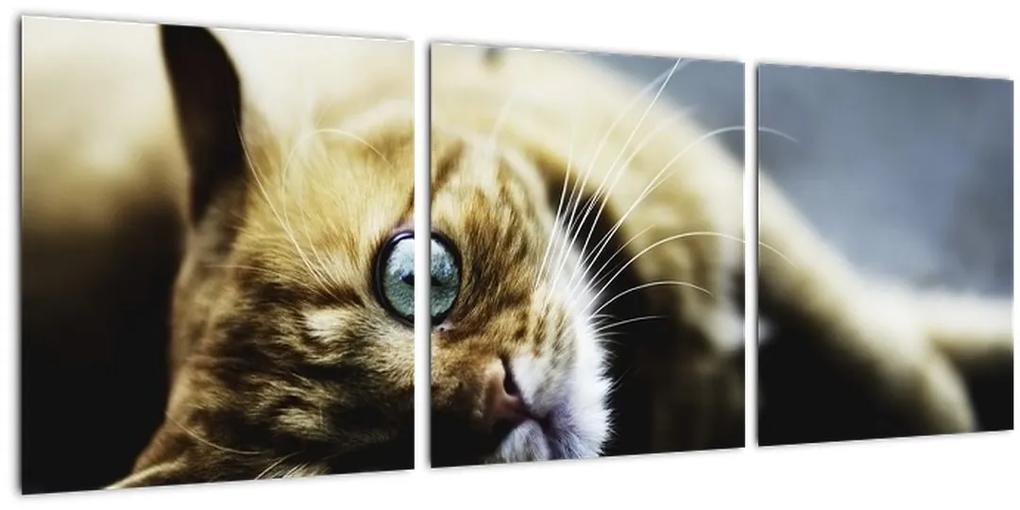 Obraz kočky (90x30 cm), 40 dalších rozměrů
