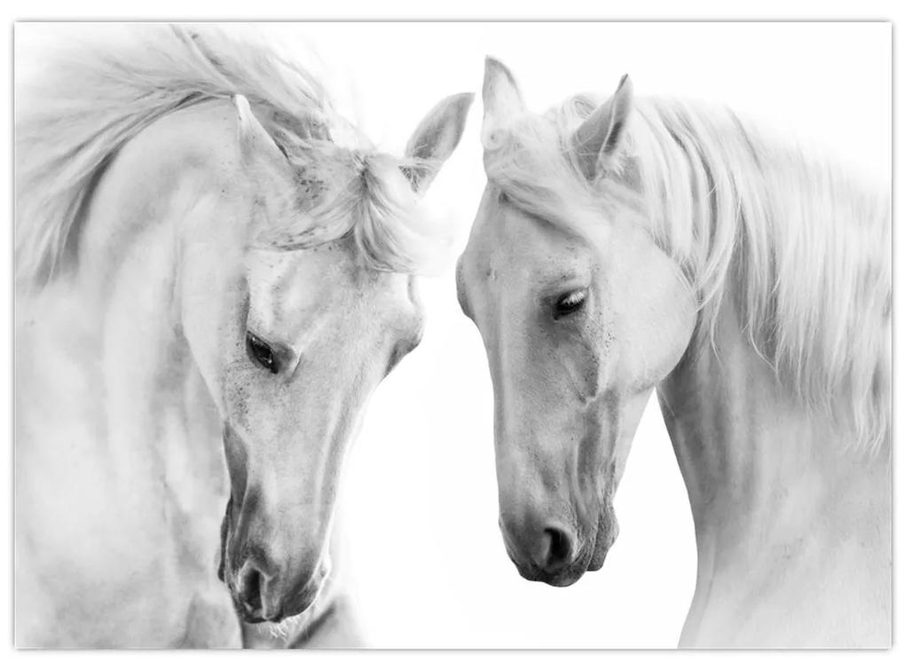 Skleněný obraz bílých koňů (70x50 cm)