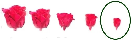 Hlavy růží - princess 16 ks Red - červená