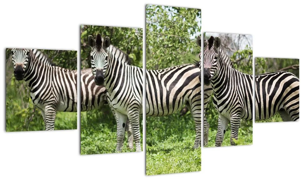Obraz s zebrami (125x70 cm)