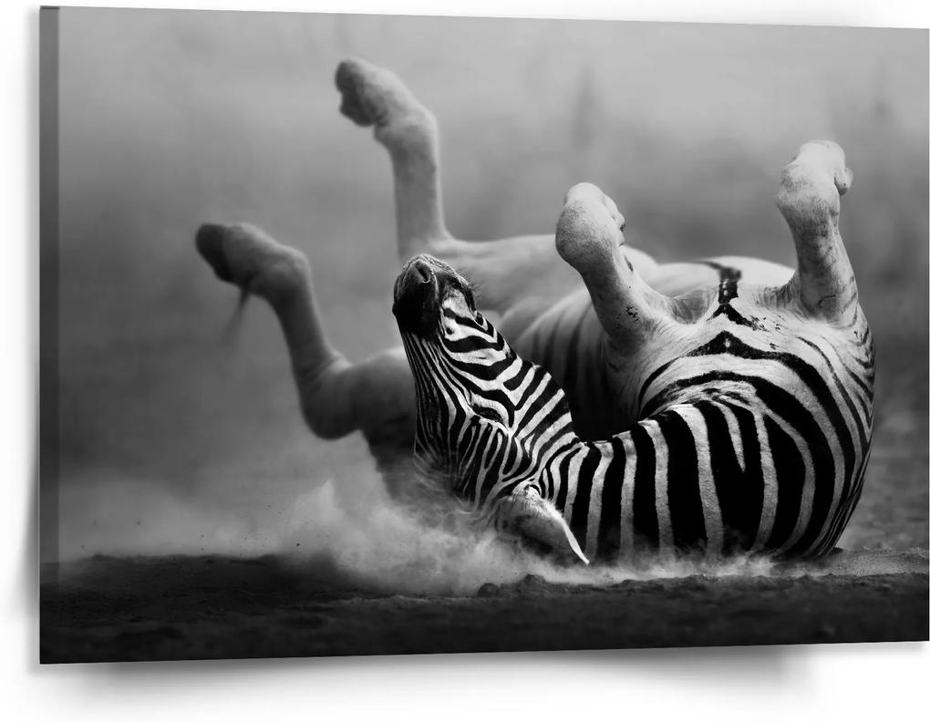 Obraz - Válející se zebra 150x110 cm