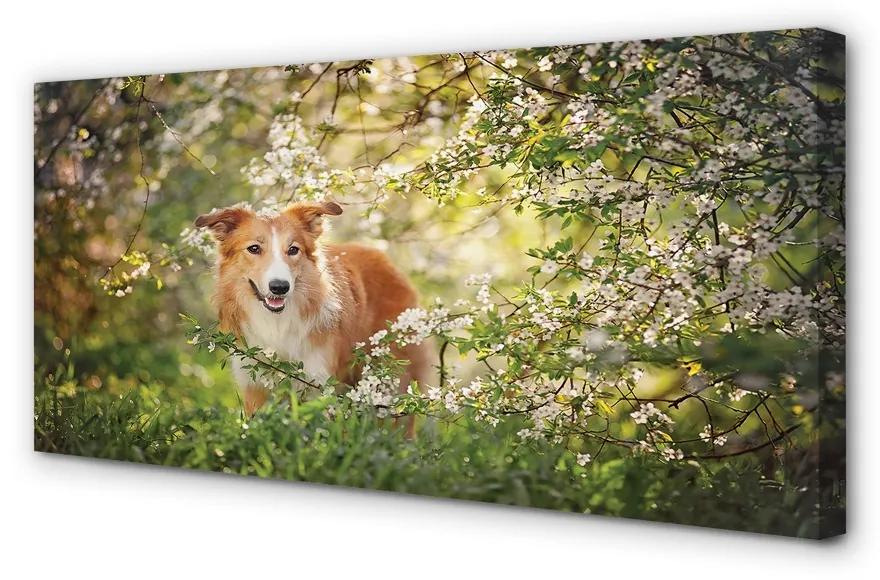 Obrazy na plátně Psí lesní květiny 140x70cm