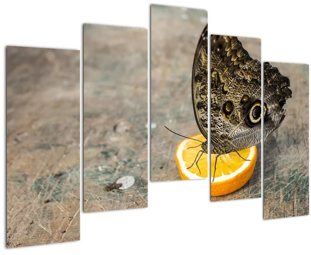 Obraz motýla (125x90 cm), 40 dalších rozměrů