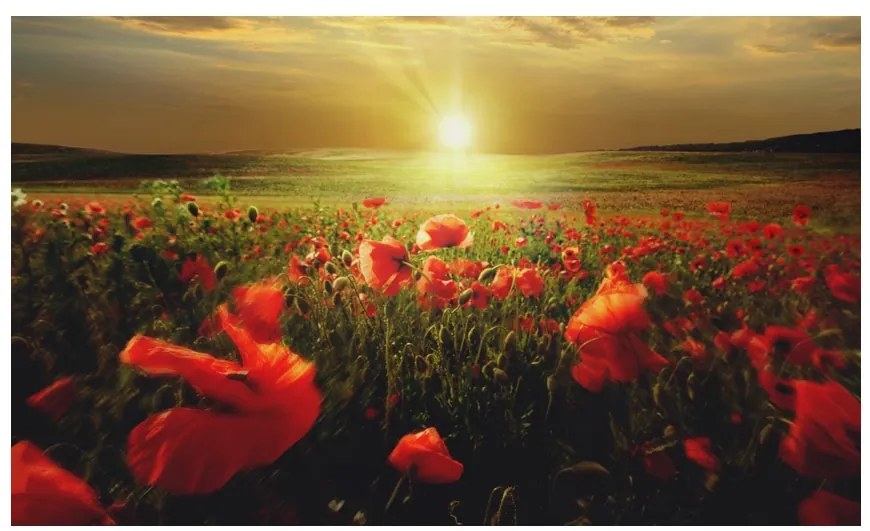 Fototapeta - Morning on the poppy meadow