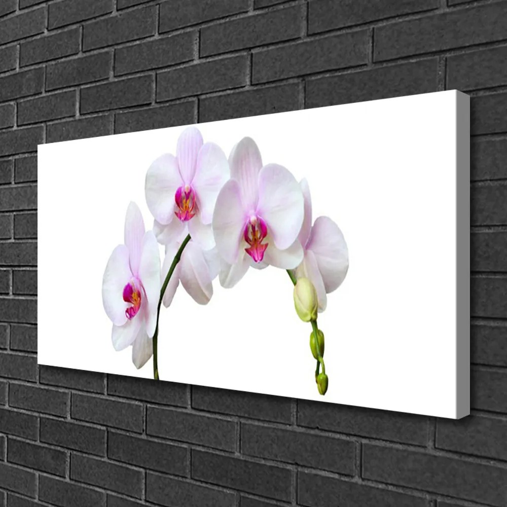 Obraz na plátně Vstavač Orchidej Květiny 125x50 cm