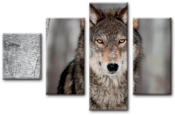 4-dílný obraz - Vlk | BIANO