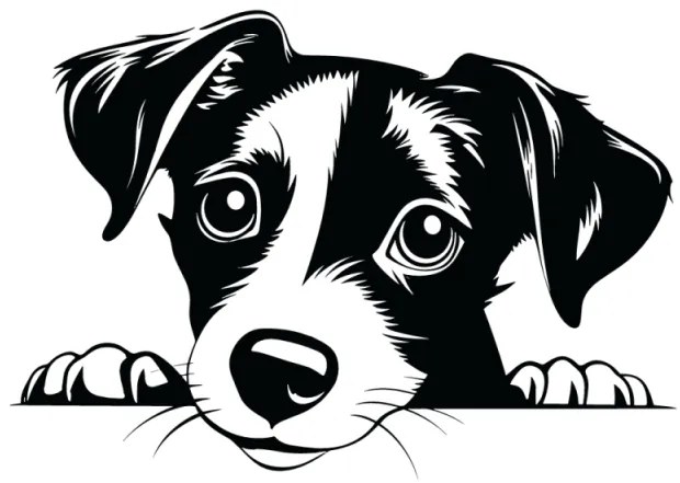 VÝPRODEJ Pes Jack russell