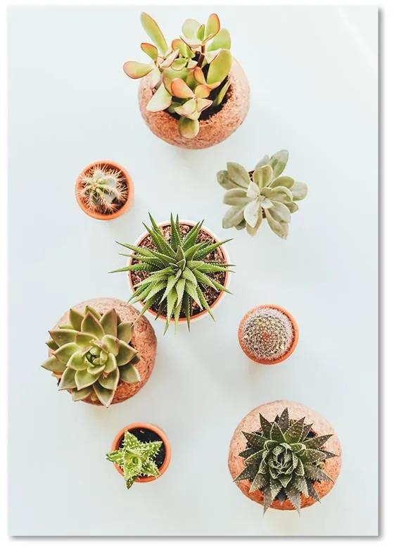 CARO Obraz na plátně - Plants In Pots 30x40 cm