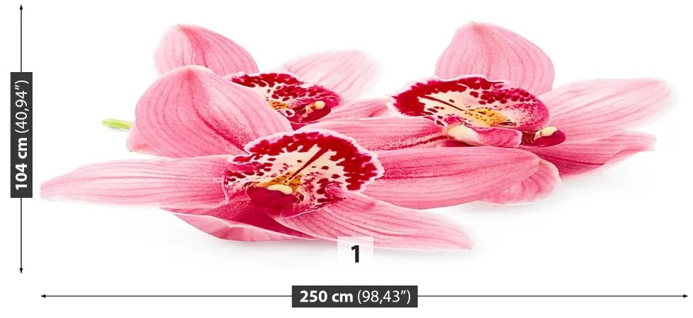 Fototapeta Růžová orchidej 104x70