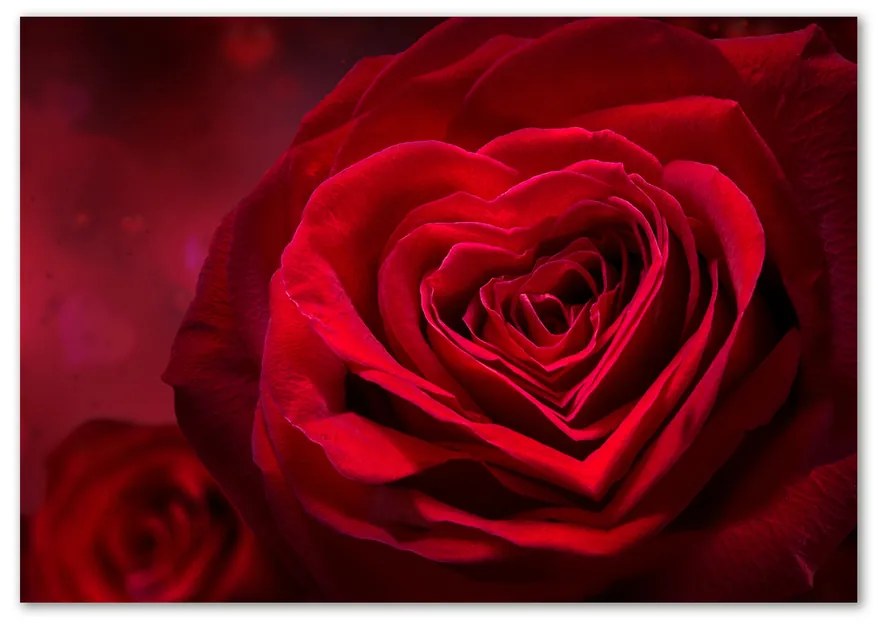 Wallmuralia Foto obraz skleněný svislý Červená růže srdce 100x70 cm