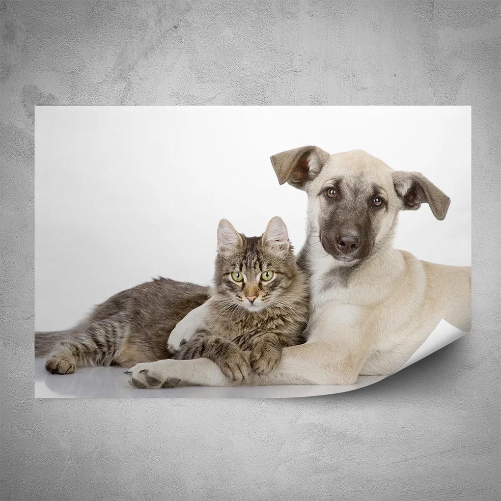 Plakát - Pes a kočka (60x40 cm) - PopyDesign